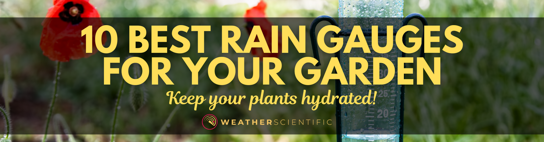 10 Best Rain Gauges for Your Garden: Keep Your Plants Hydrated ...